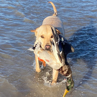 Decoys, blind bags, and waterfowling accessories | Decoy Central