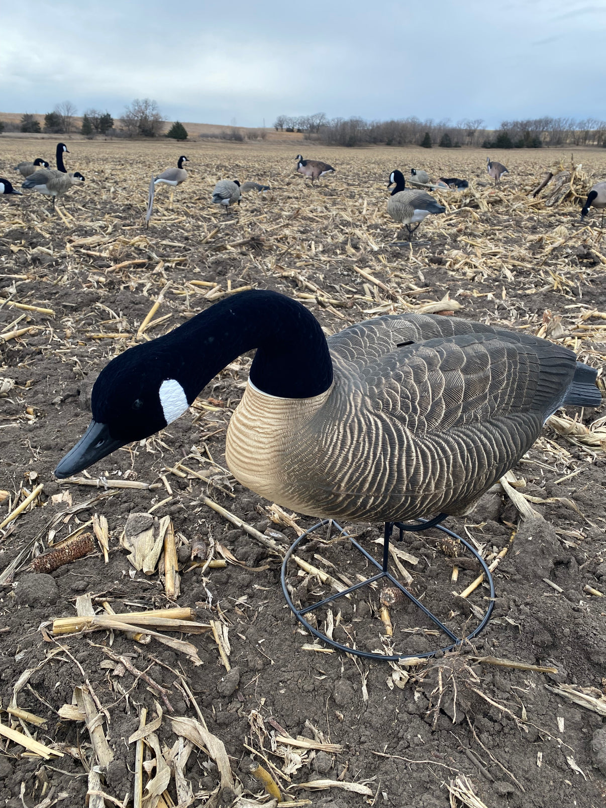 Super Blocks Flocked Full Body Canada Geese - 4 pack – Decoy Central